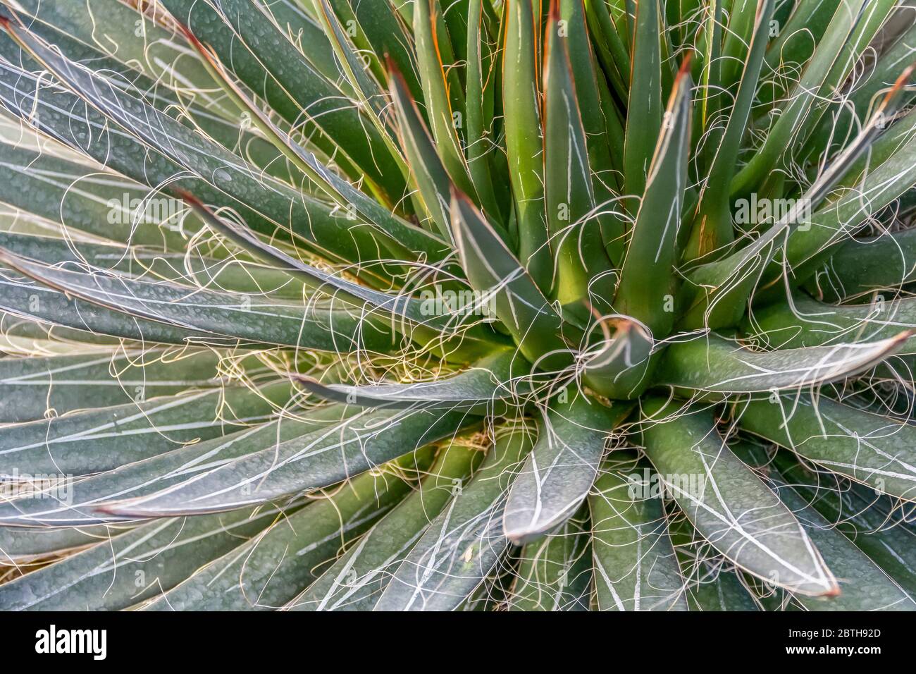 full frame fibrous agave plant closeup Stock Photo - Alamy