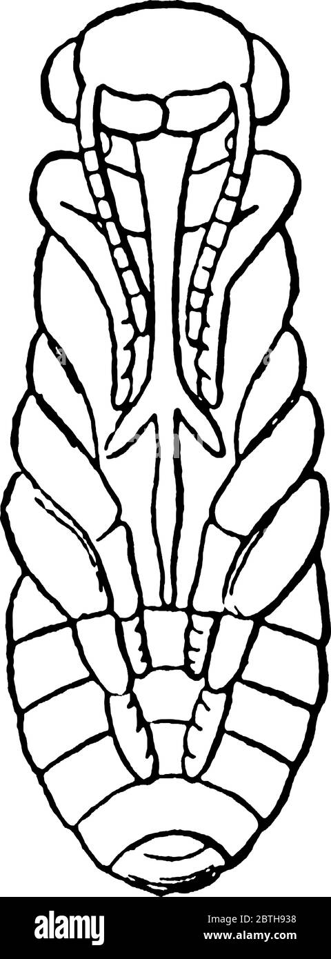 A Honey Bee is a eusocial, flying insect in the family Apidae, they ...