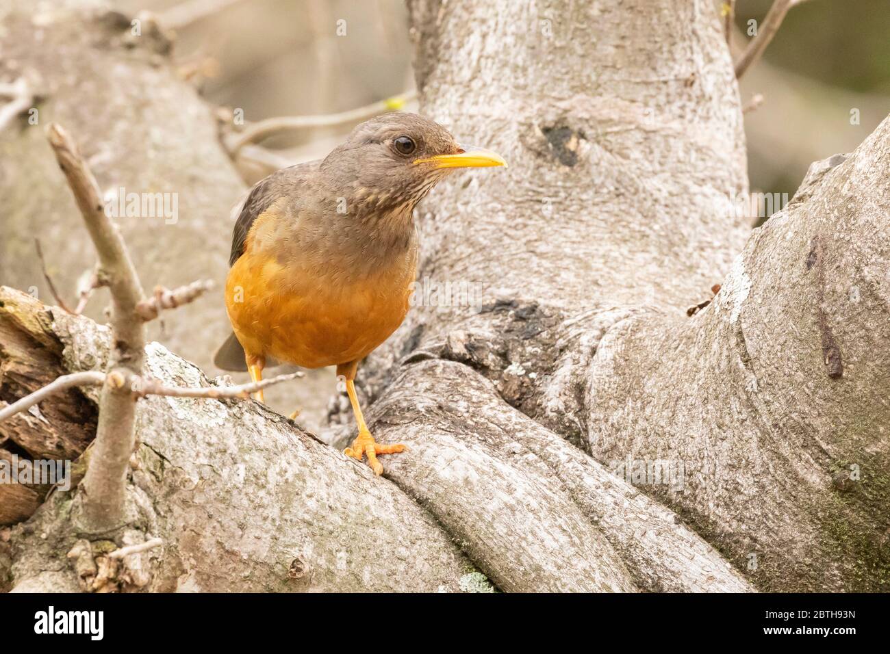 Cape thrush hi-res stock photography and images - Alamy