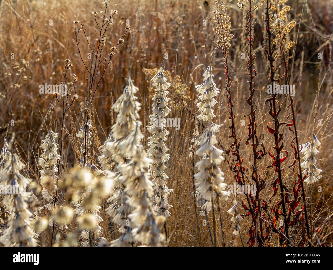 Dry dense vegetation hi-res stock photography and images - Alamy