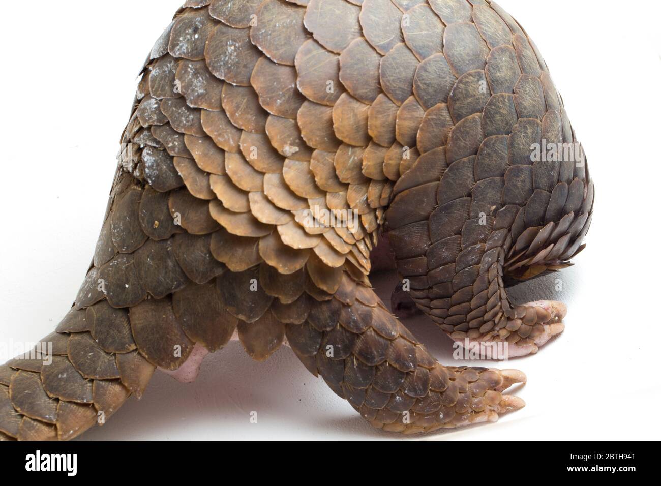 Sunda pangolin manis javanica hi-res stock photography and images - Alamy