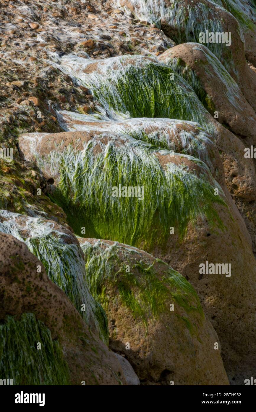 seaweed covered rocks on a beach or seashore Stock Photo - Alamy