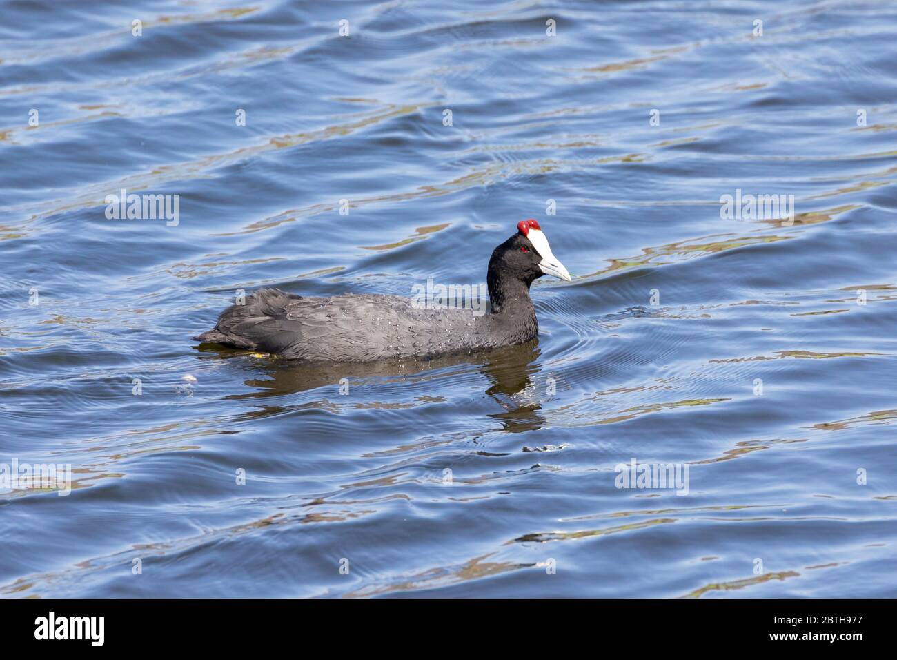 Red-knobbed Coot or Crested Coot (Fulica cristata) swimming, Intaka ...
