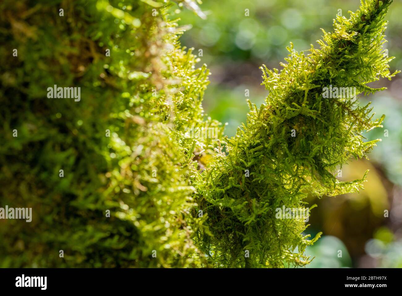 natural detail showing fresh green moss growing on a tree Stock Photo ...