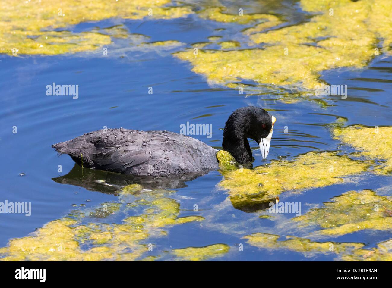 Red-knobbed Coot or Crested Coot, (Fulica cristata) foraging on water ...