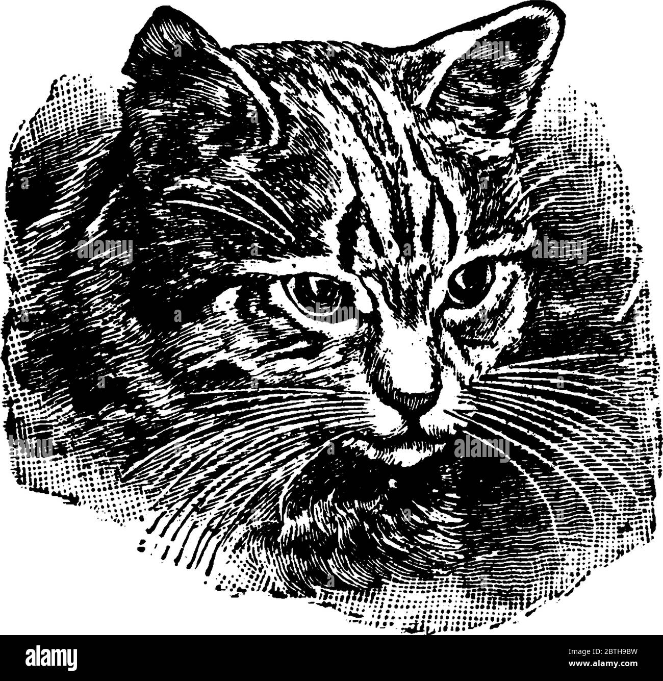 Tapetum lucidum cat Stock Vector Images - Alamy