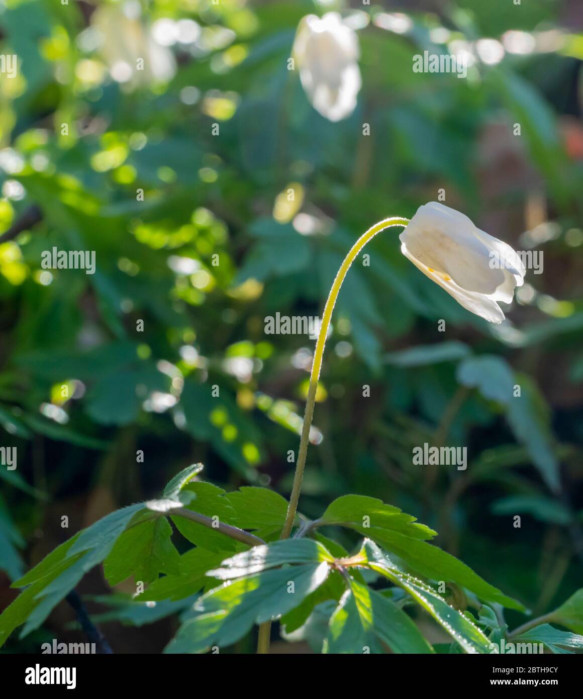Illuminated white flowers hi-res stock photography and images - Alamy