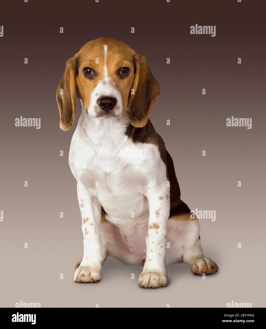 portrait of a small dog in gradient back Stock Photo - Alamy