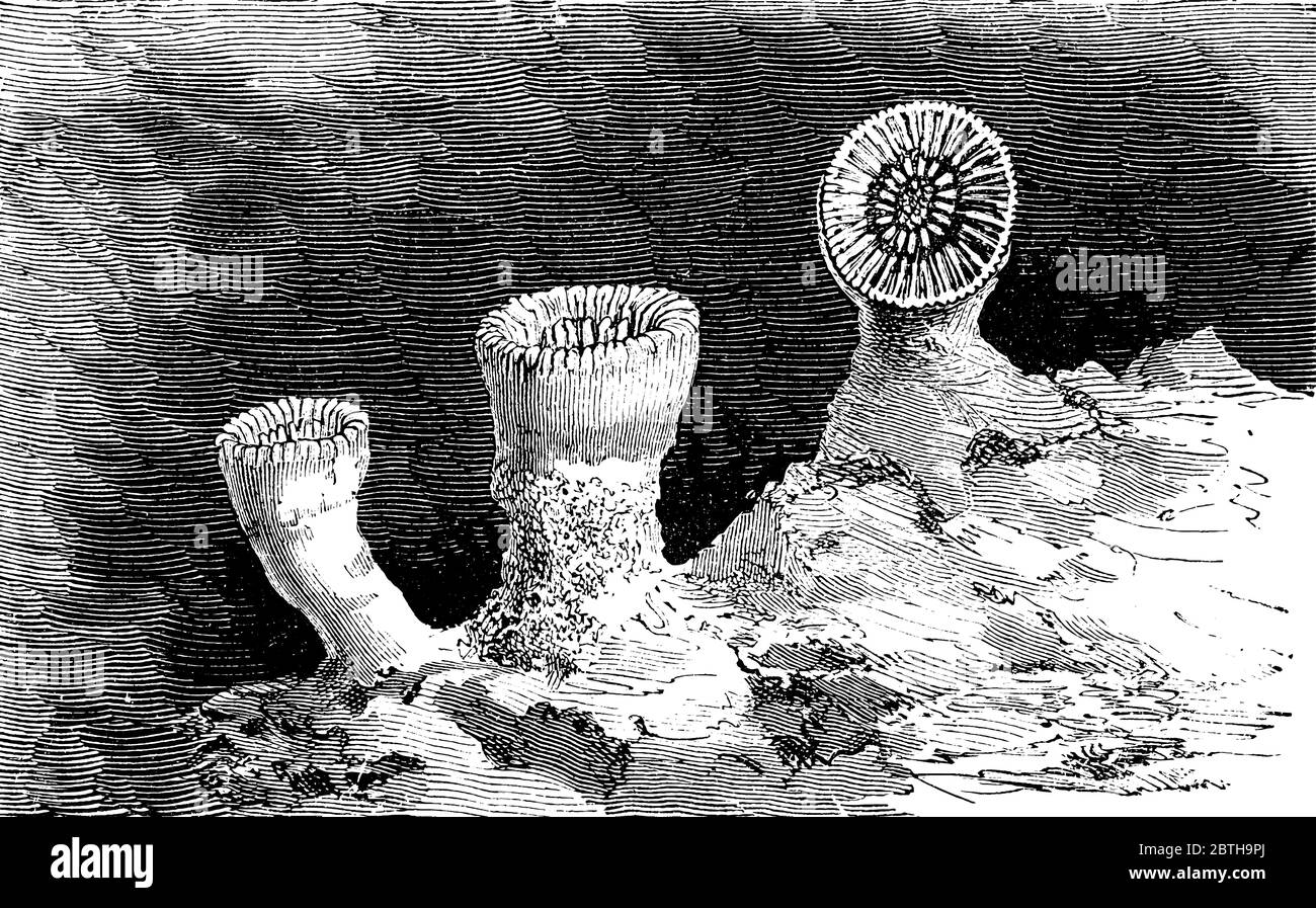 Coral are marine invertebrates within the class Anthozoa of the phylum ...