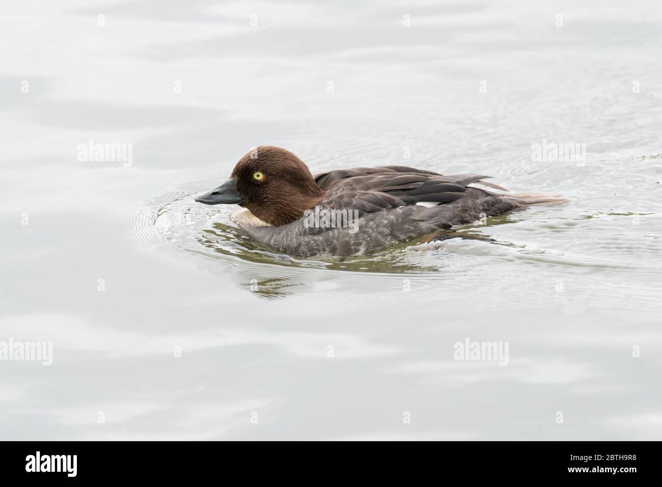 Hen common goldeneye hi-res stock photography and images - Alamy