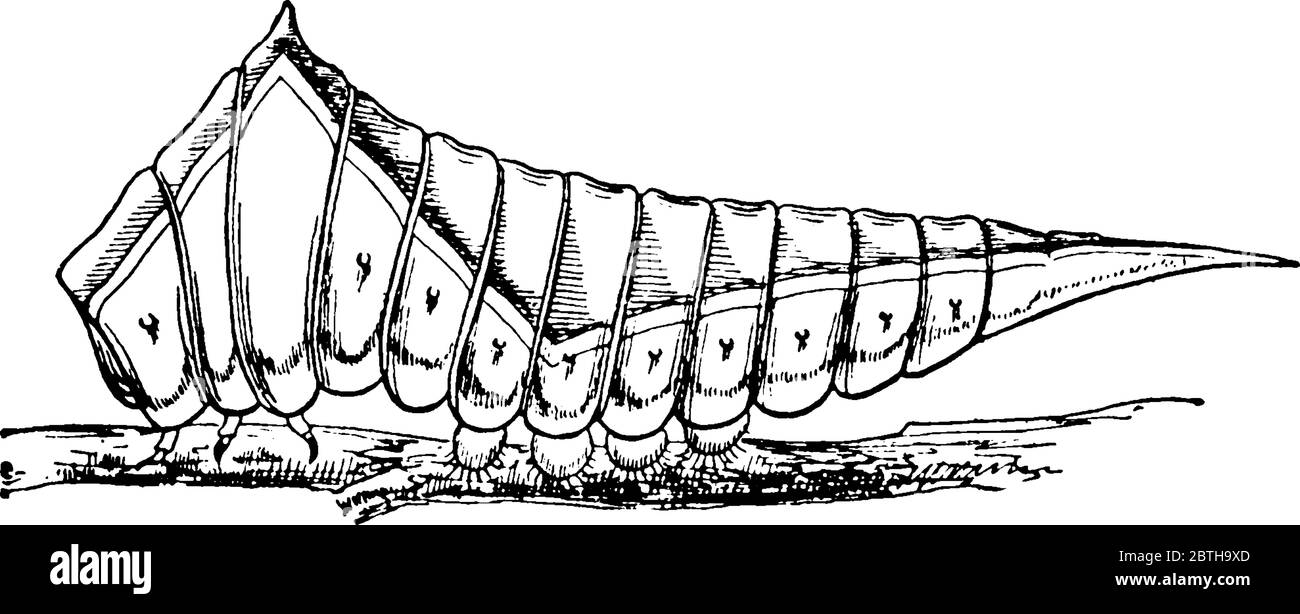 Caterpillar is the larval stage of member of the order Lepidoptera ...
