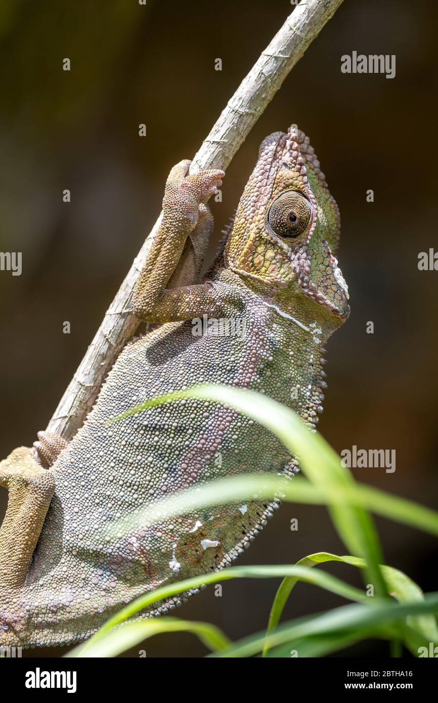 Chamäleon in seiner natürlichen Umgebung auf Madagaskar Stock Photo - Alamy