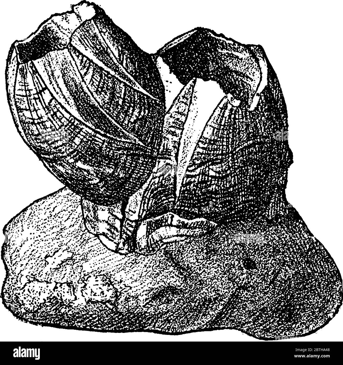 Marine barnacle Stock Vector Images - Alamy