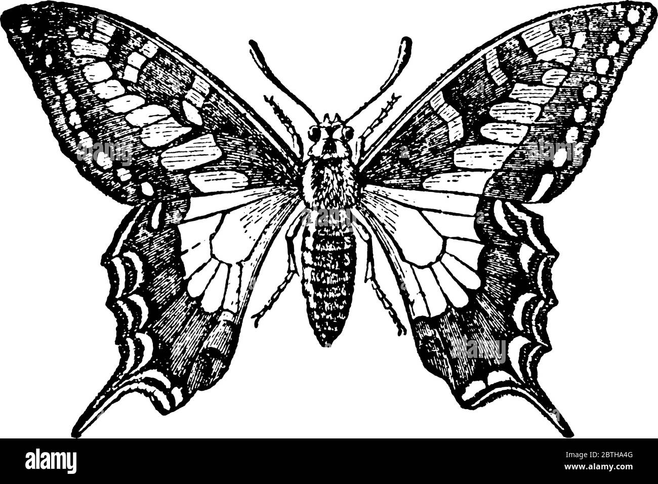 Caterpillar To Butterfly Drawing