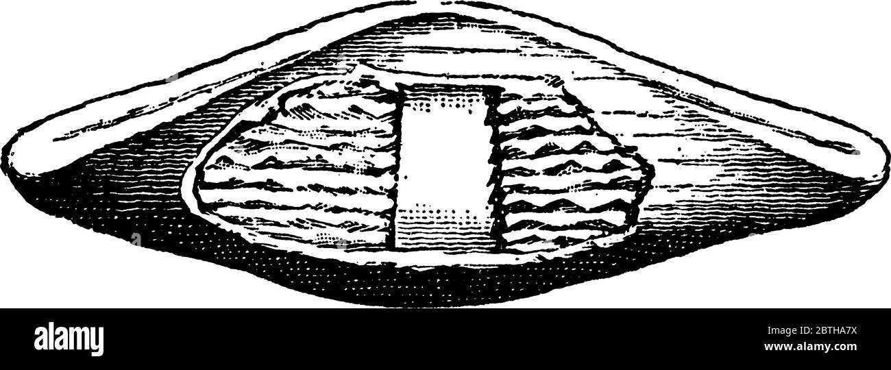 Fusulina Black and White Stock Photos & Images - Alamy