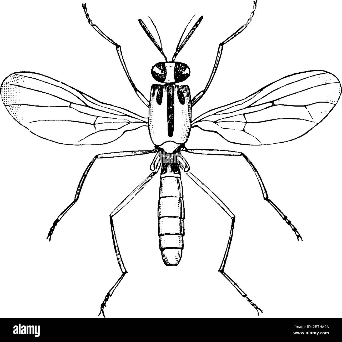 Slender veins Black and White Stock Photos & Images - Alamy