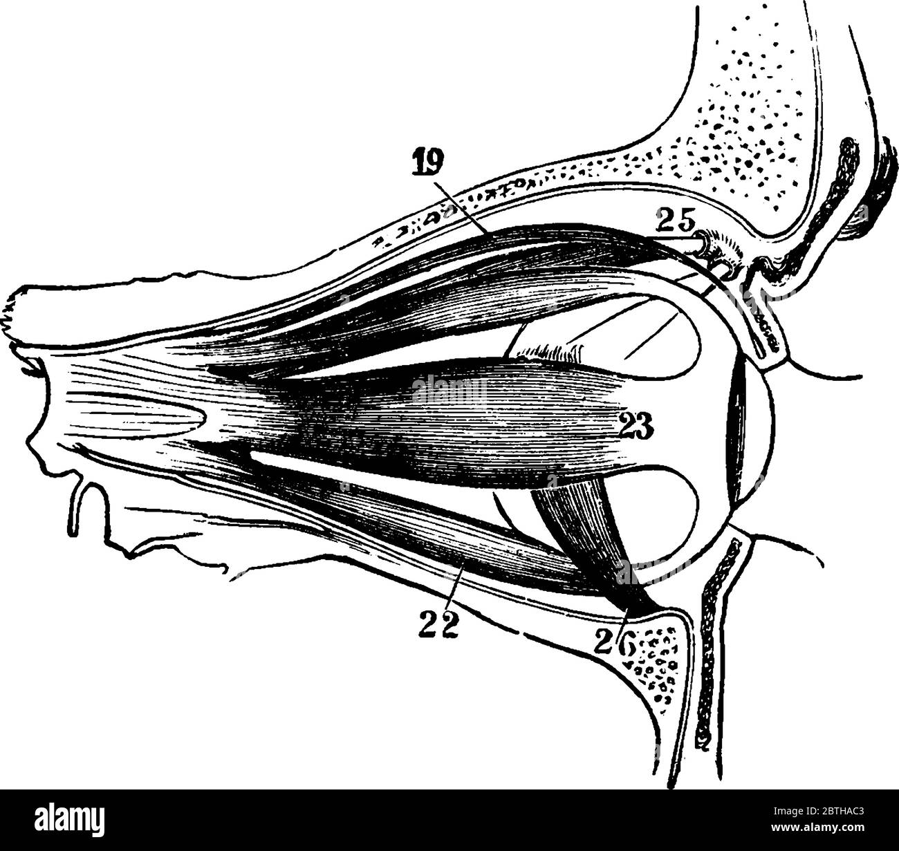 Levator hi-res stock photography and images - Alamy