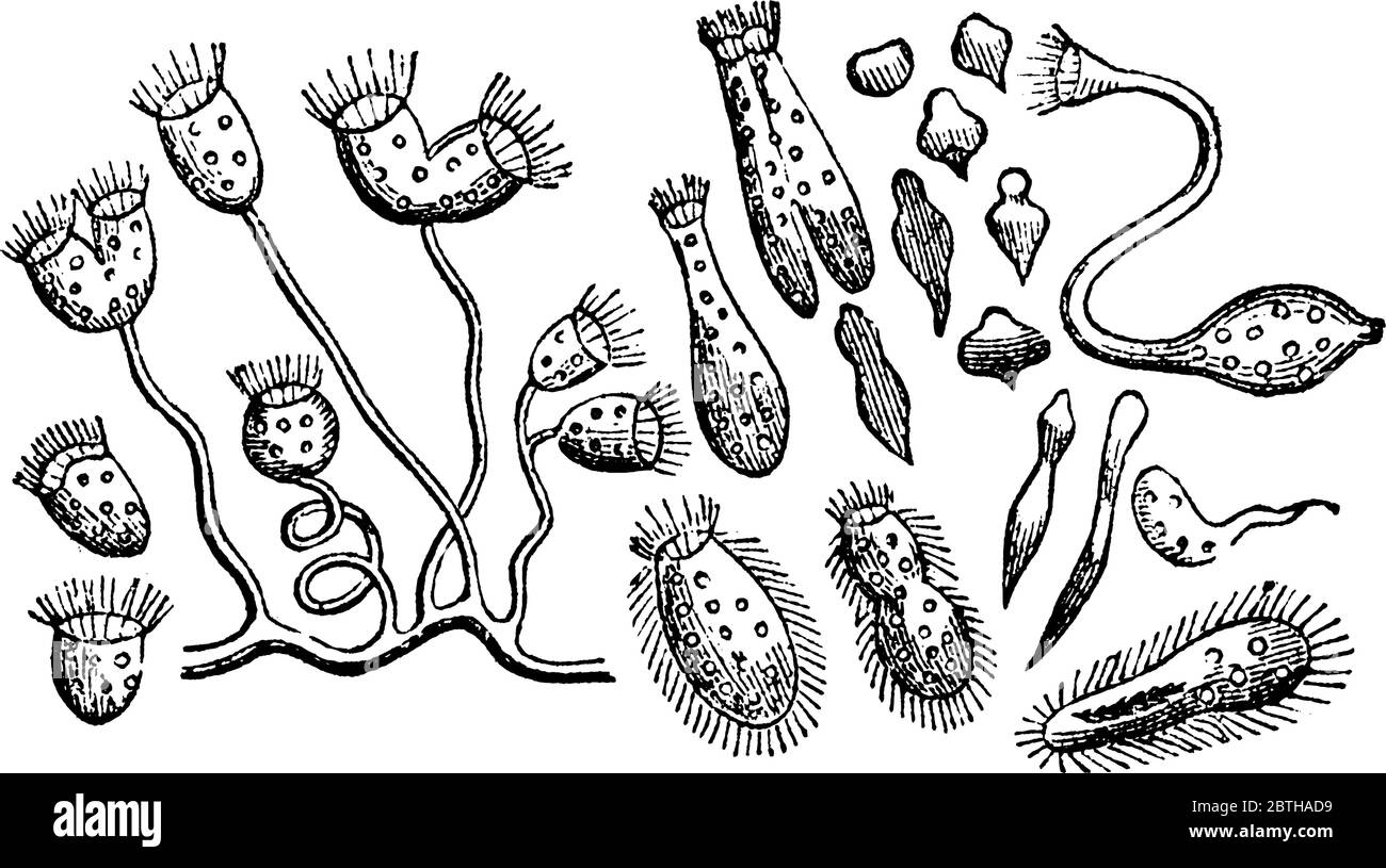 Leeuwenhoek Animalcules