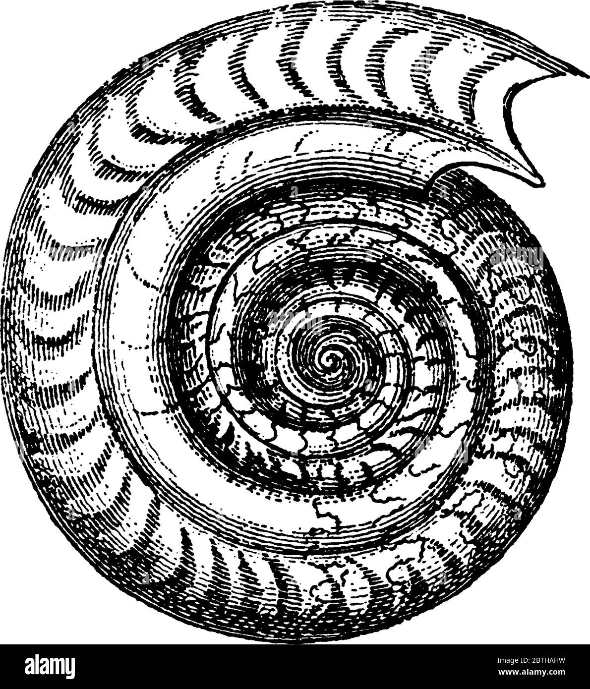 it is an image of ammonites bifrons, the shell is shown here with ...