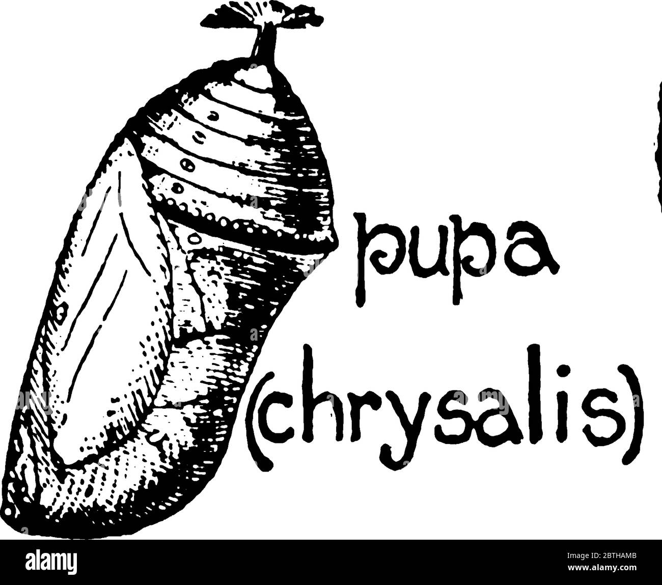 Monarch pupa Stock Vector Images - Alamy