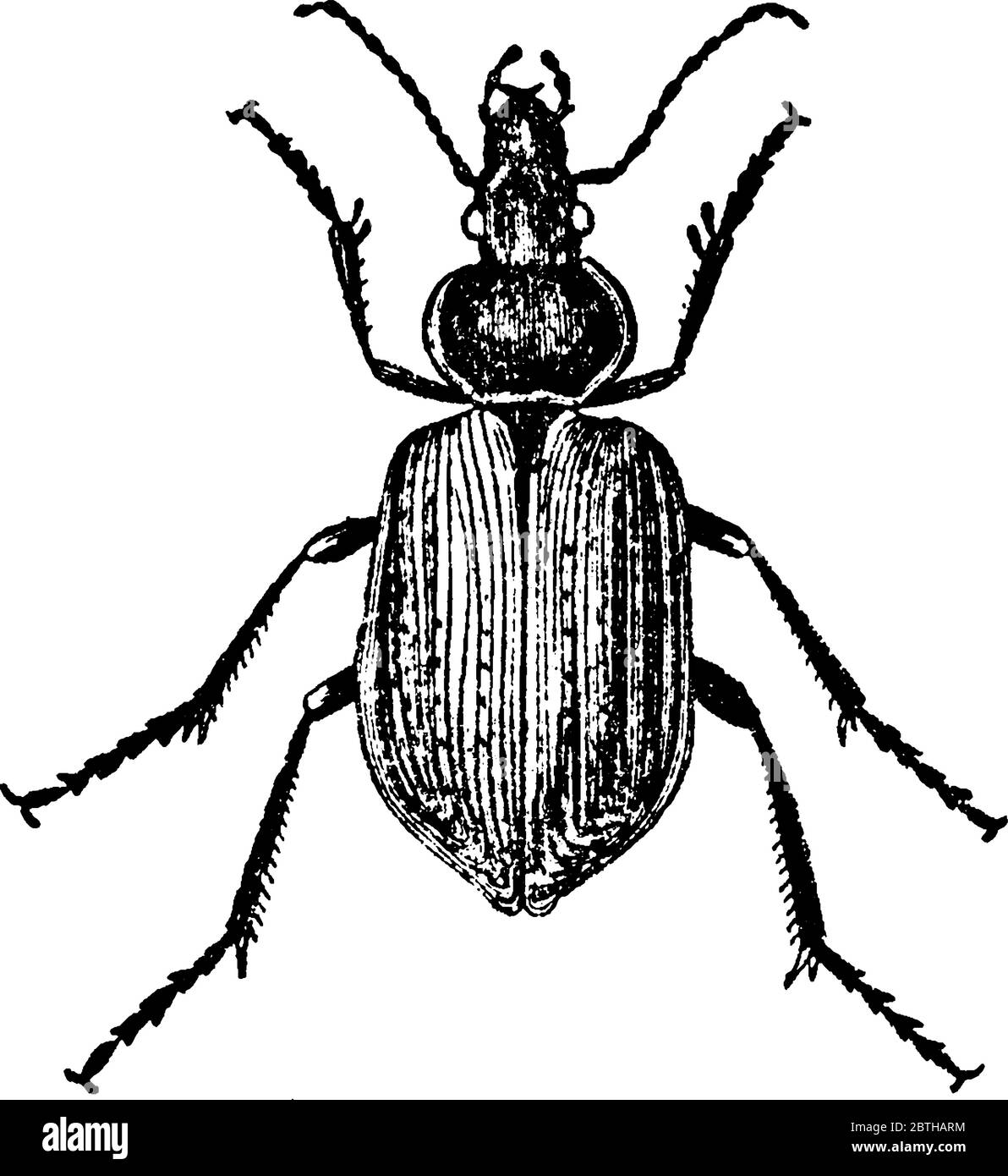 Black white drawing on ground Stock Vector Images - Alamy