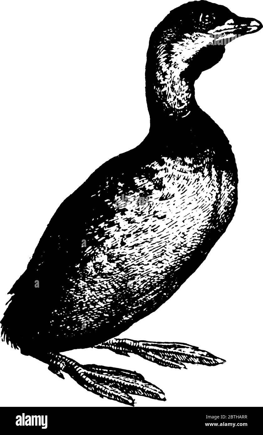 Grebe is a foot-propelled diving bird in the family Podicipedidae ...