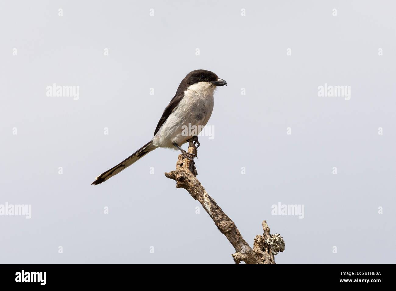 Male Common or Southern Fiscal (Lanius collaris) aka Fiscal Shrike ...