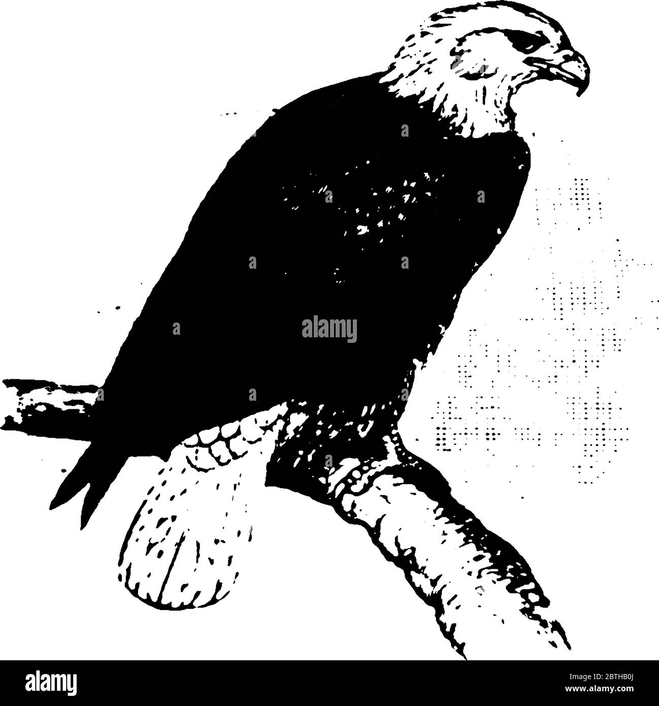 A bird of prey known for being the national bird of the United States ...