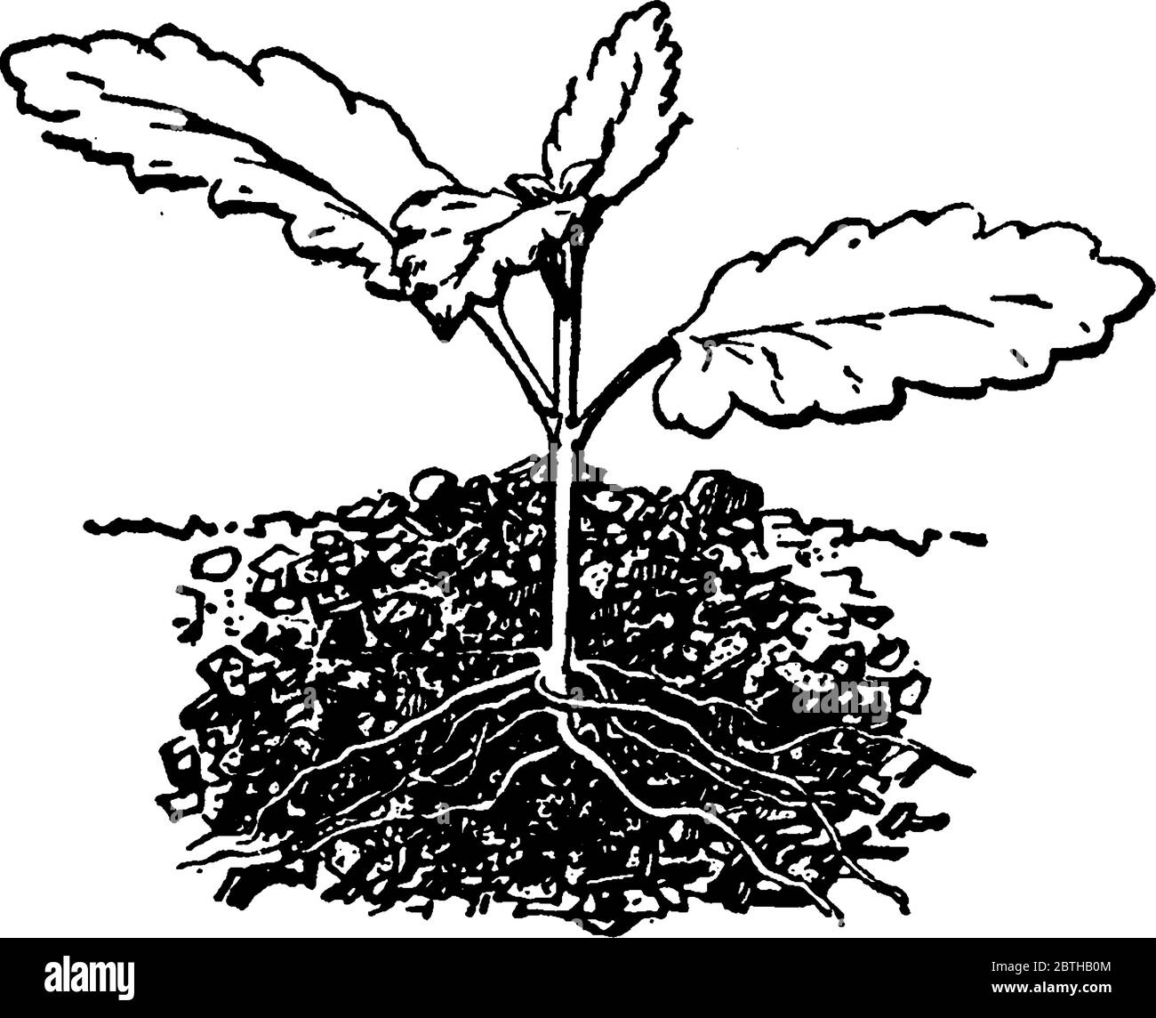 Verbena growing Stock Vector Images - Alamy