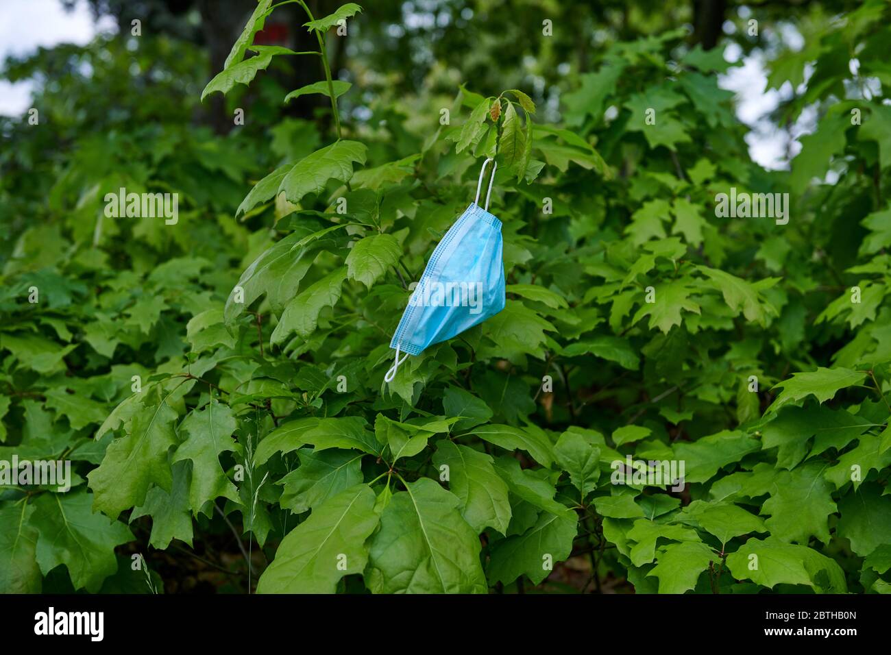 Blue face mask hanging on a green bush. Environment pollution concept ...