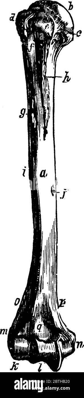The Humerus is a long bone of the upper limb located between the elbow ...
