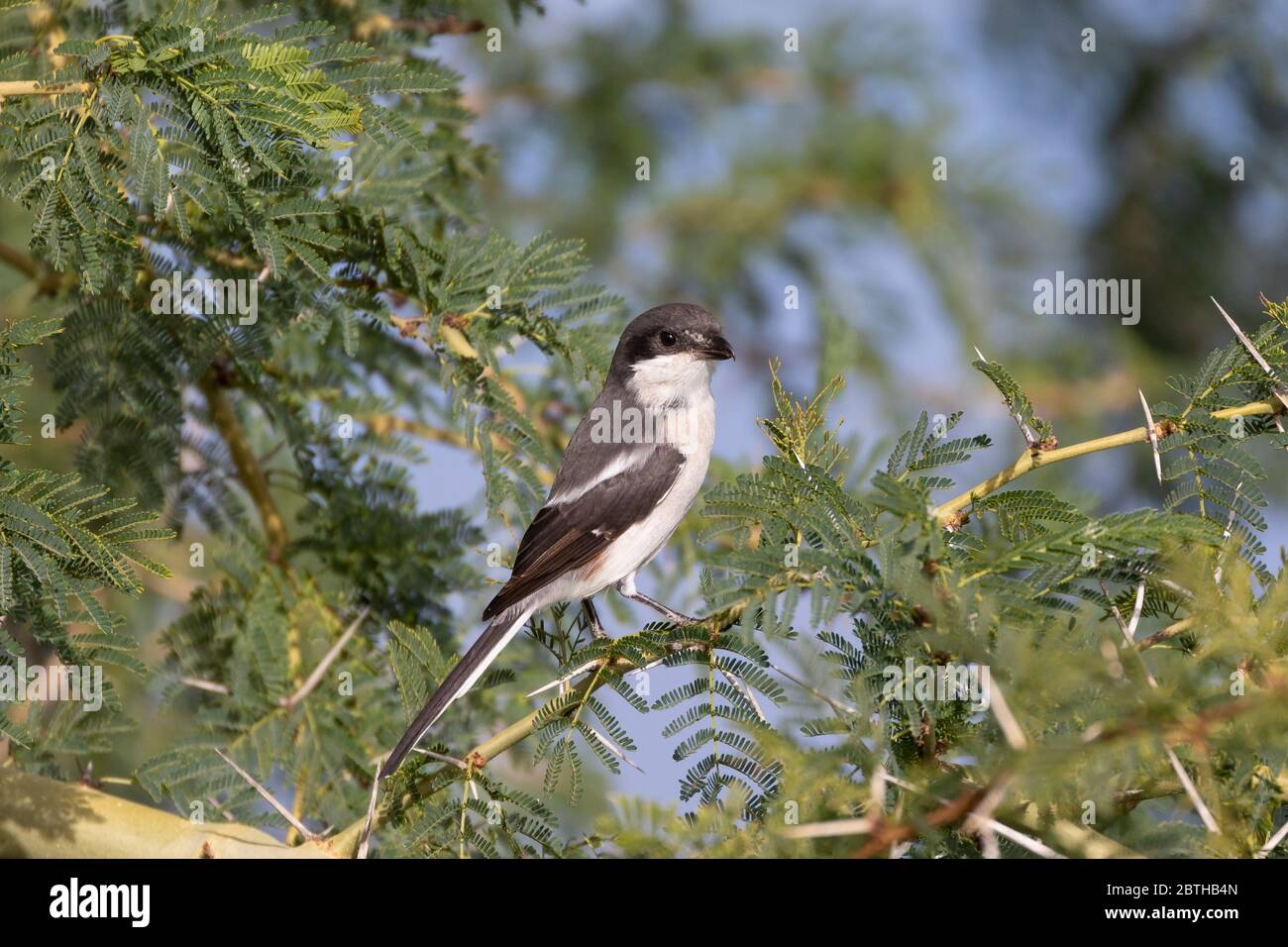 Female Common Fiscal (Lanius collaris) aka Fiscal Shrike, Butcher Bird ...