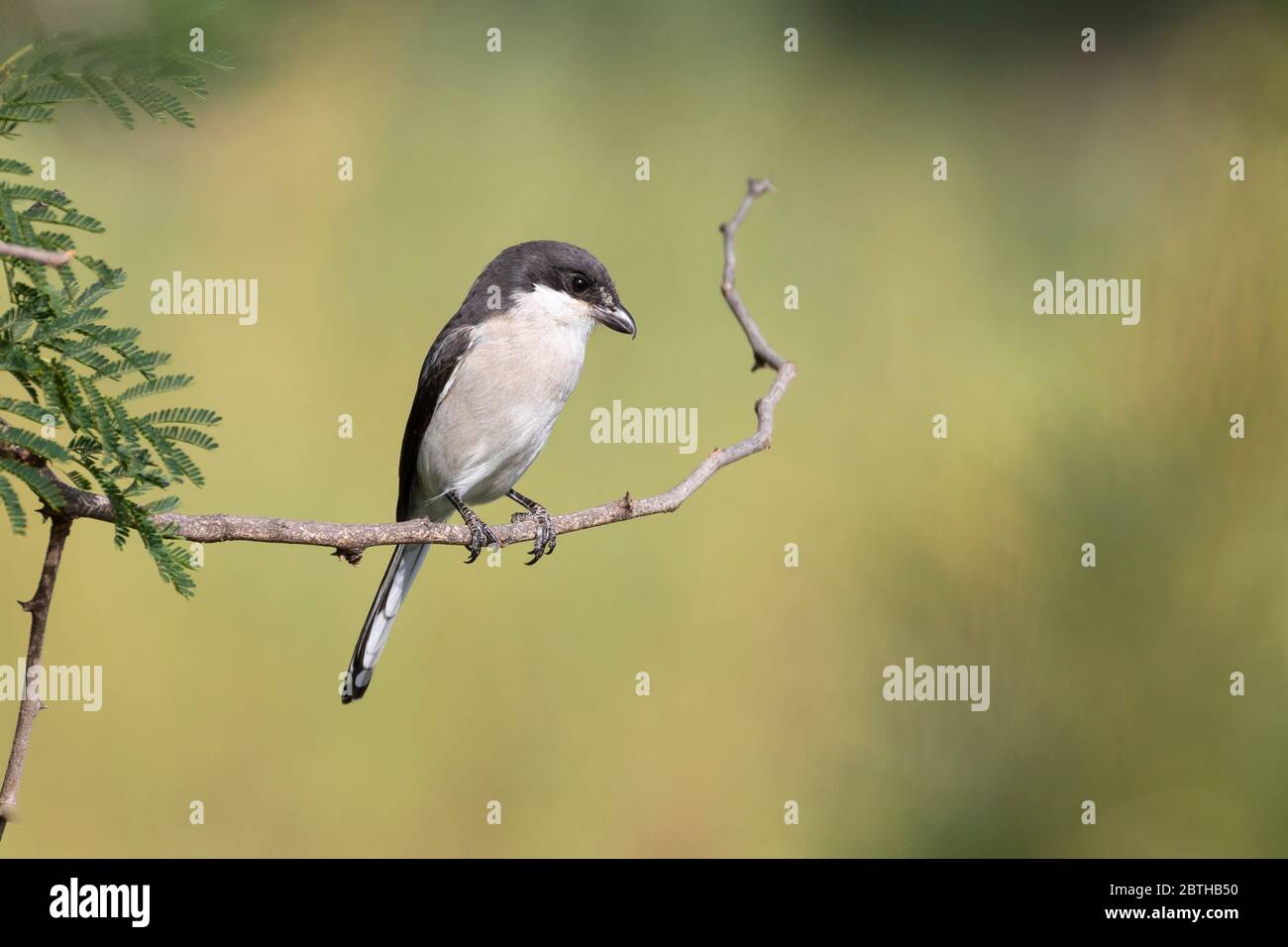 Male Common Fiscal (Lanius collaris) aka Fiscal Shrike, Butcher Bird ...