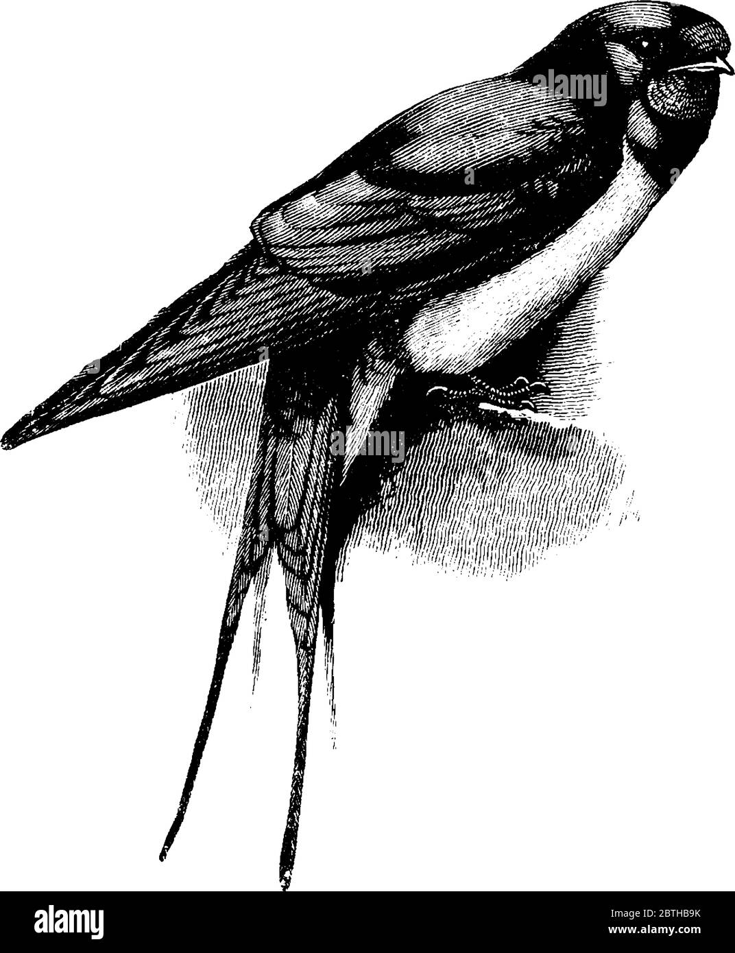 Red white throat Stock Vector Images - Alamy