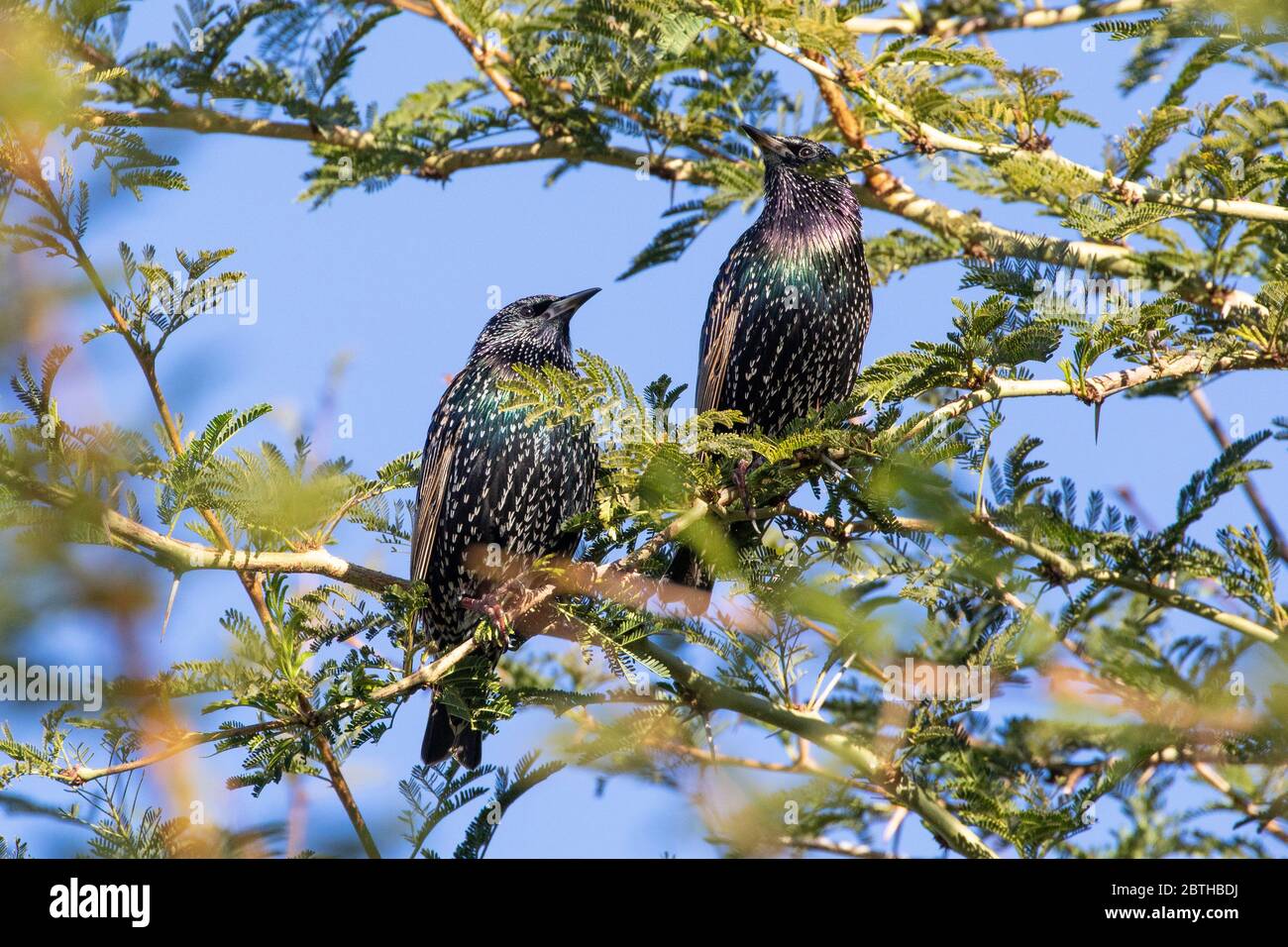 Non Passeriformes High Resolution Stock Photography and Images - Alamy