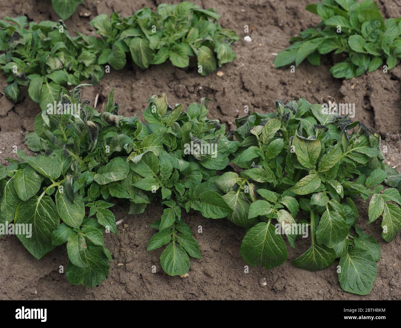 Frost damage potato hi-res stock photography and images - Alamy