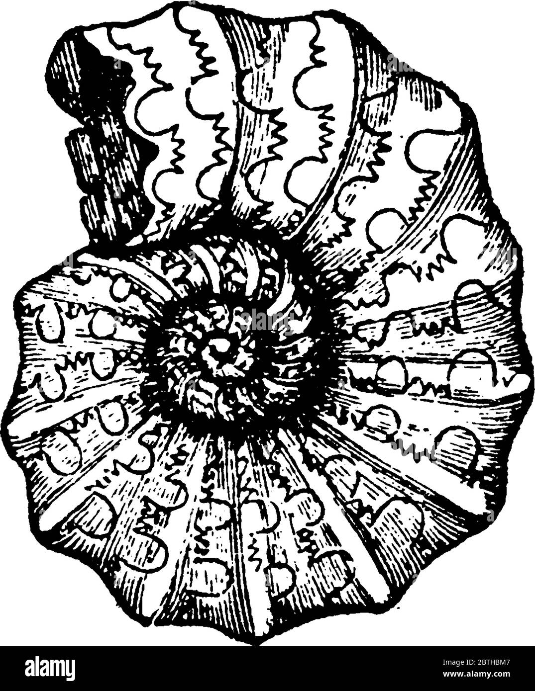 Fossil ammonite Black and White Stock Photos & Images - Alamy