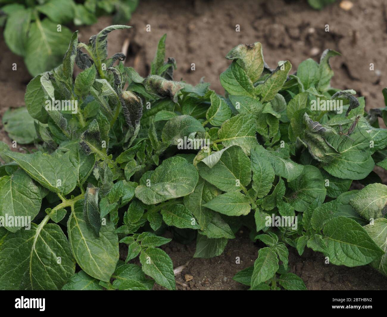 A crop of potatoes damaged by frost Stock Photo - Alamy