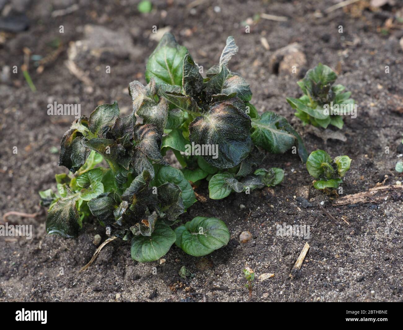 Frost damage to potatoes hi-res stock photography and images - Alamy