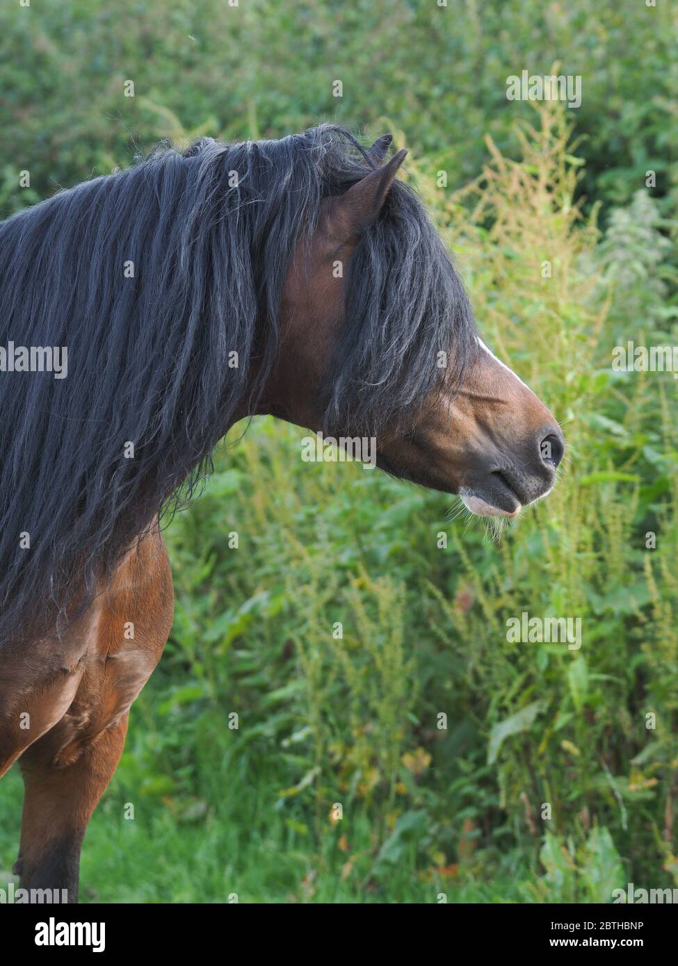 Bay stallion hi-res stock photography and images - Alamy