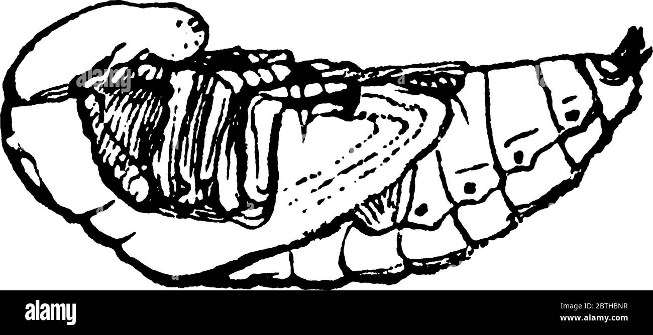 Pupa of clover leaf beetle with segmented body, vintage line drawing or ...