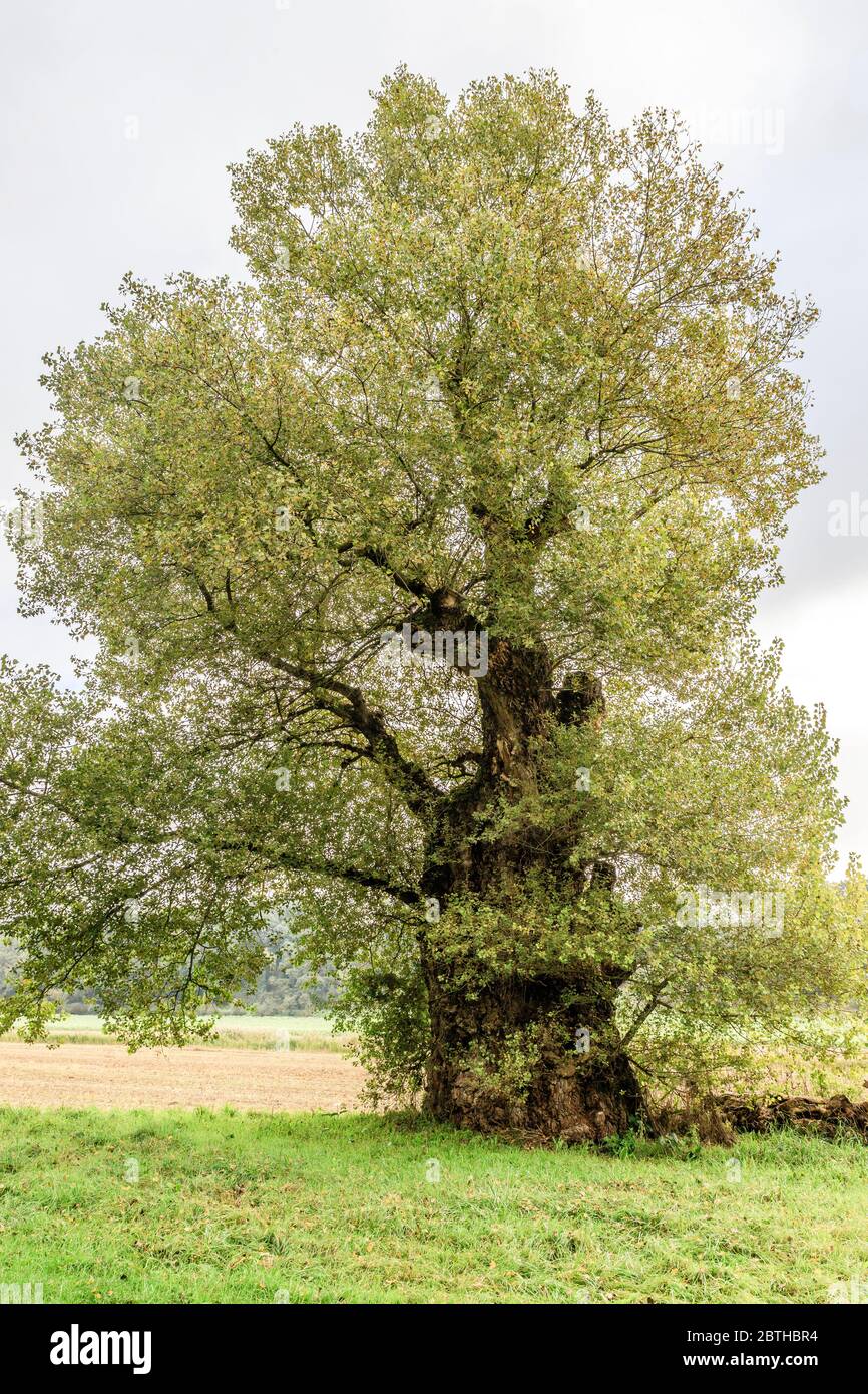 Black poplar tree hi-res stock photography and images - Alamy