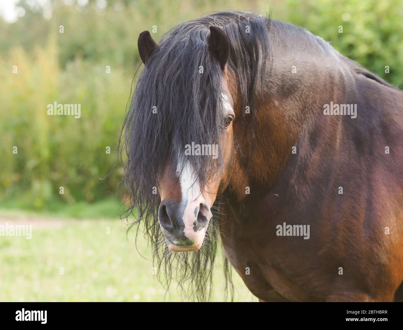Bay stallion hi-res stock photography and images - Alamy