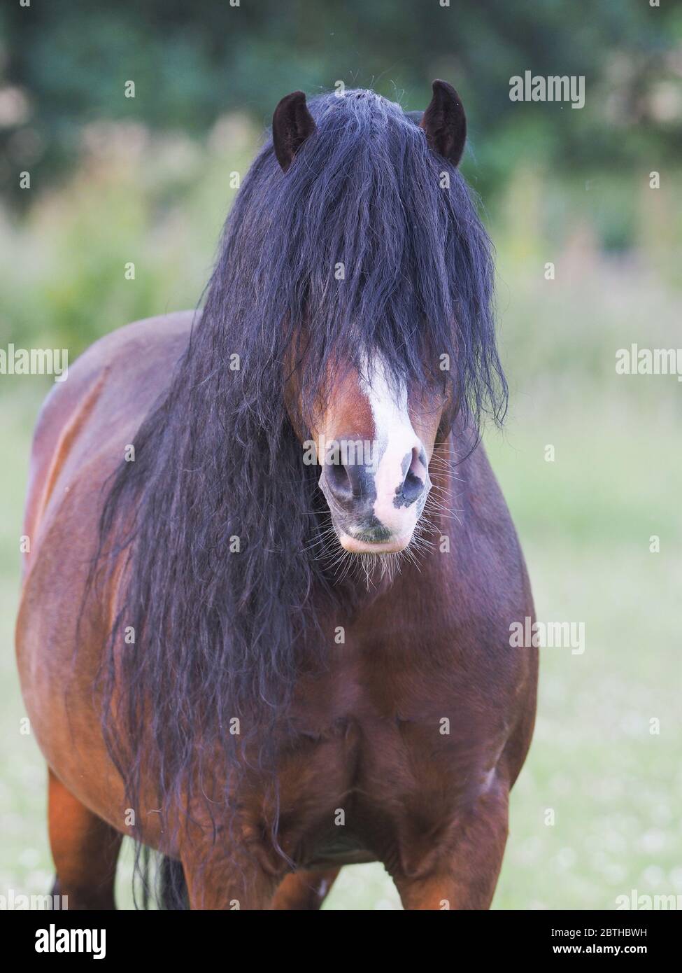 Bay stallion hi-res stock photography and images - Alamy