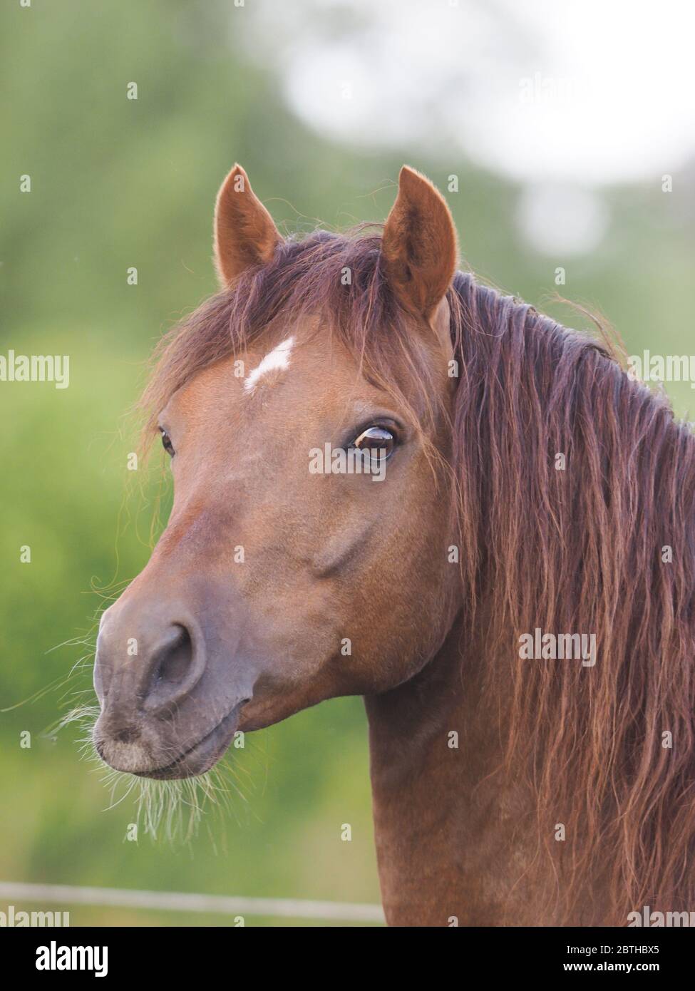A headshot of a bay Welsh section B stallion Stock Photo - Alamy