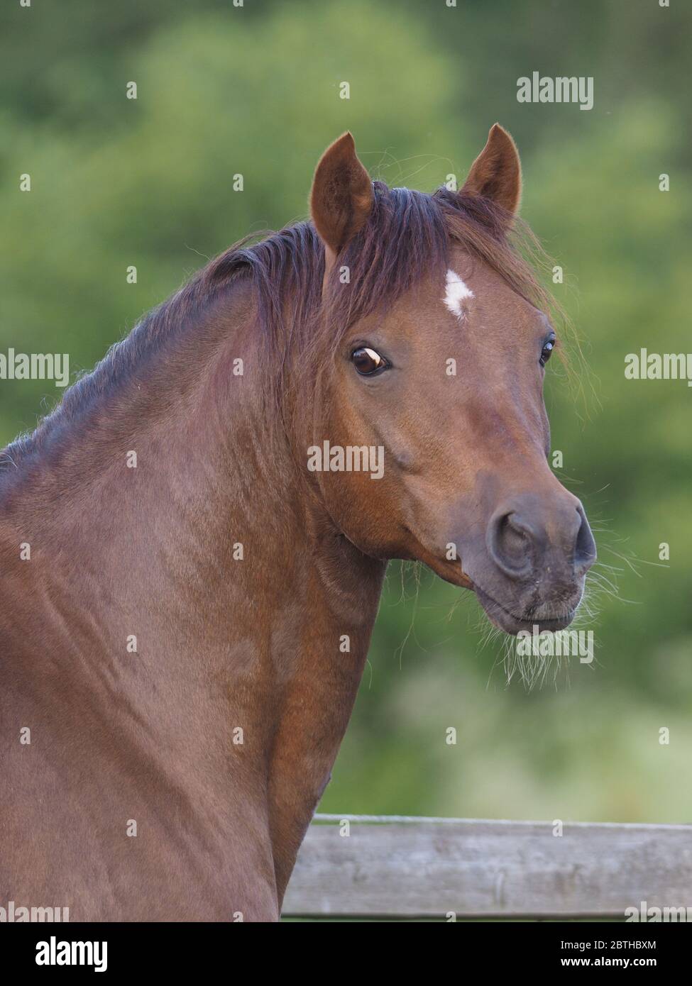 A headshot of a bay Welsh Section B stallion Stock Photo - Alamy