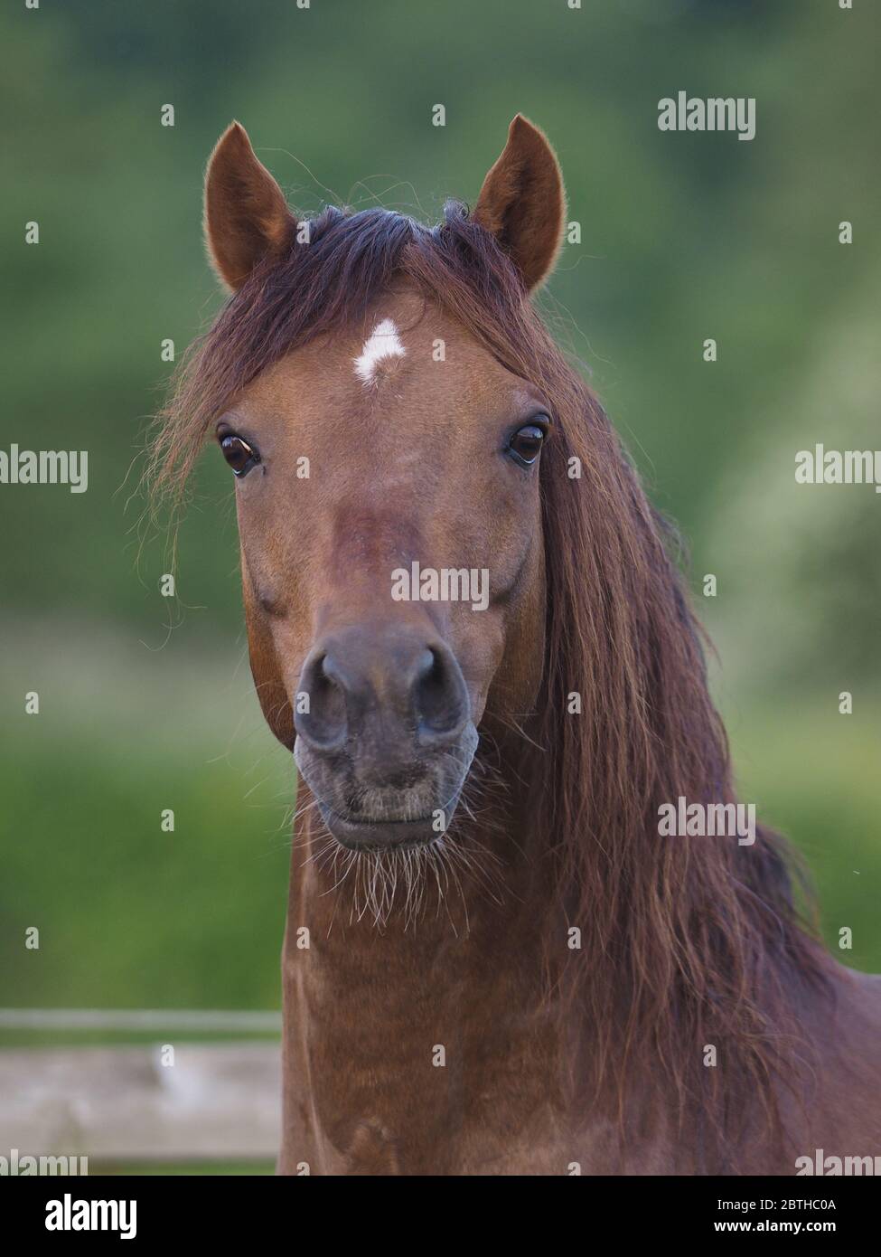 Welsh pony section b hi-res stock photography and images - Alamy