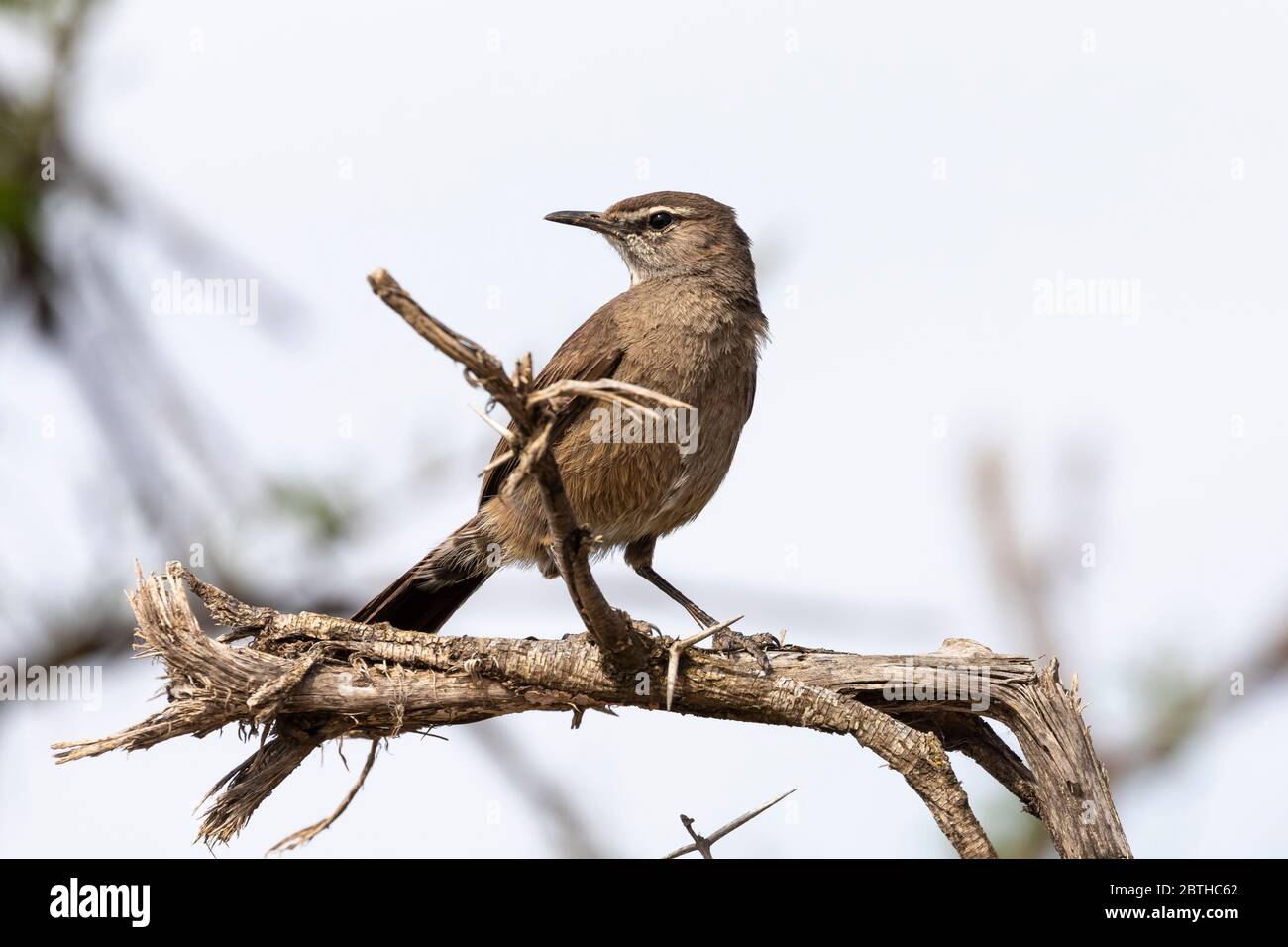 Karoo scrub robin (Cercotrichas coryphoeus) Addo Elephant National Park ...