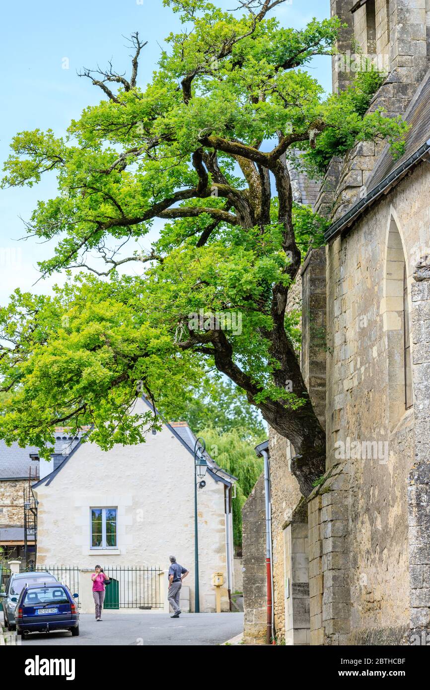 France, Indre et Loire, Cheille, old oak (Quercus) listed Remarkable ...