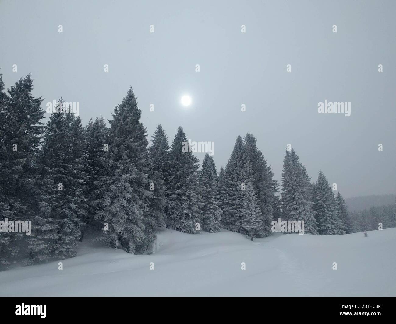 The view of winter landscape with snow covered pines in blizzard ...